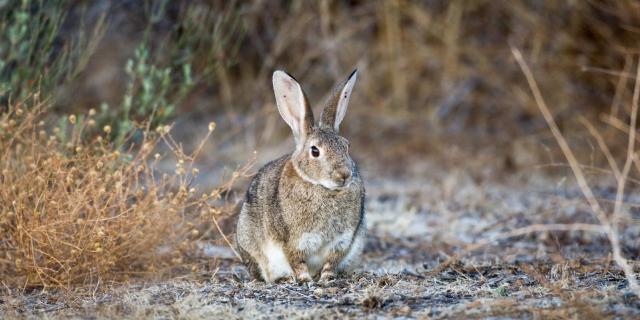 Concluye temporada de caza para conejo, liebre y codorniz | Chihuahua ...